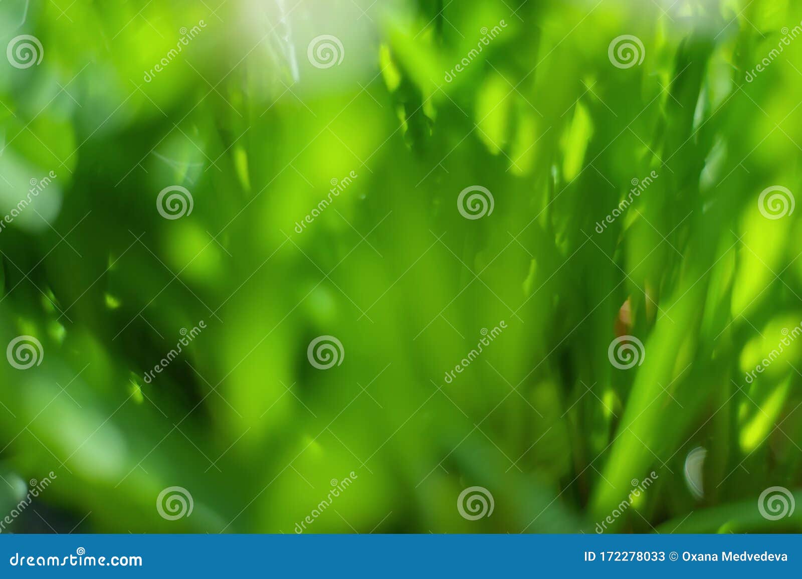 Abstract Green Plant Background. Blurred Spring Background for the ...