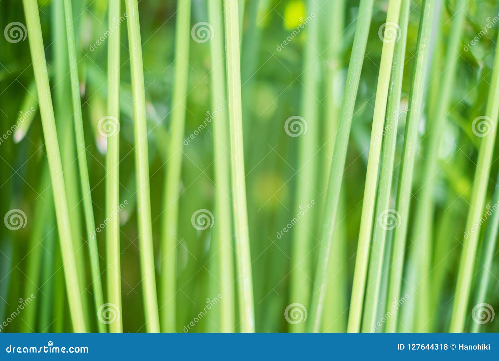 Abstract Green Plant Background - Grass Stems - Stock Photo - Image of ...