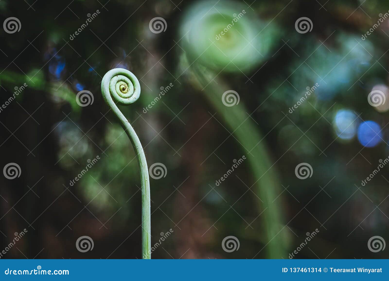 Botany Green Plant Nature Background Stock Photo - Image of plant ...