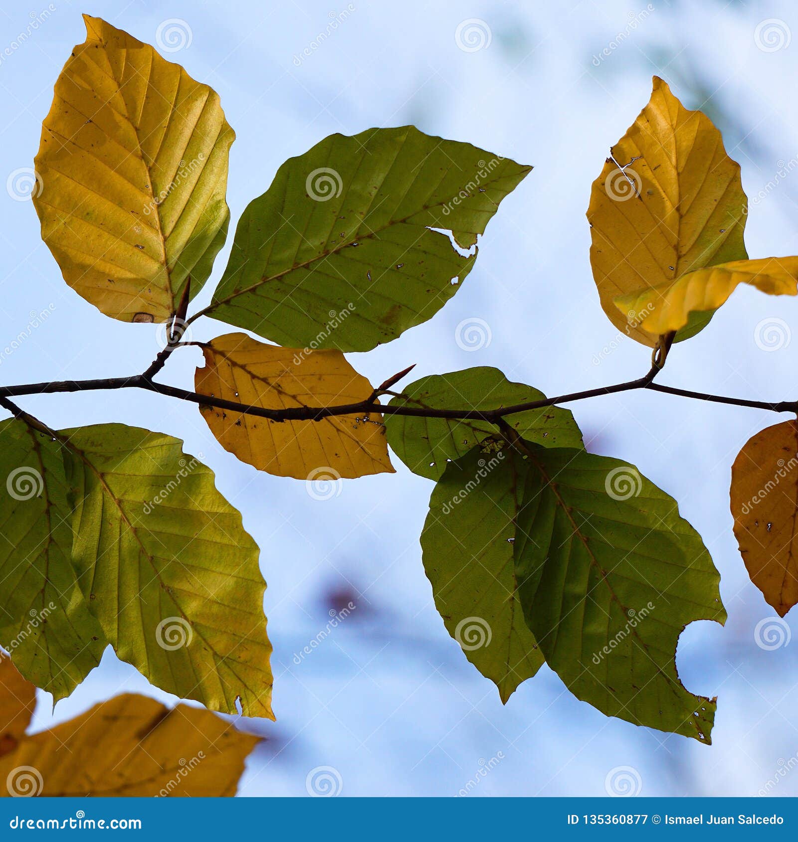 The Abstract Green Tree Leaf Stock Image - Image of leaves, background ...