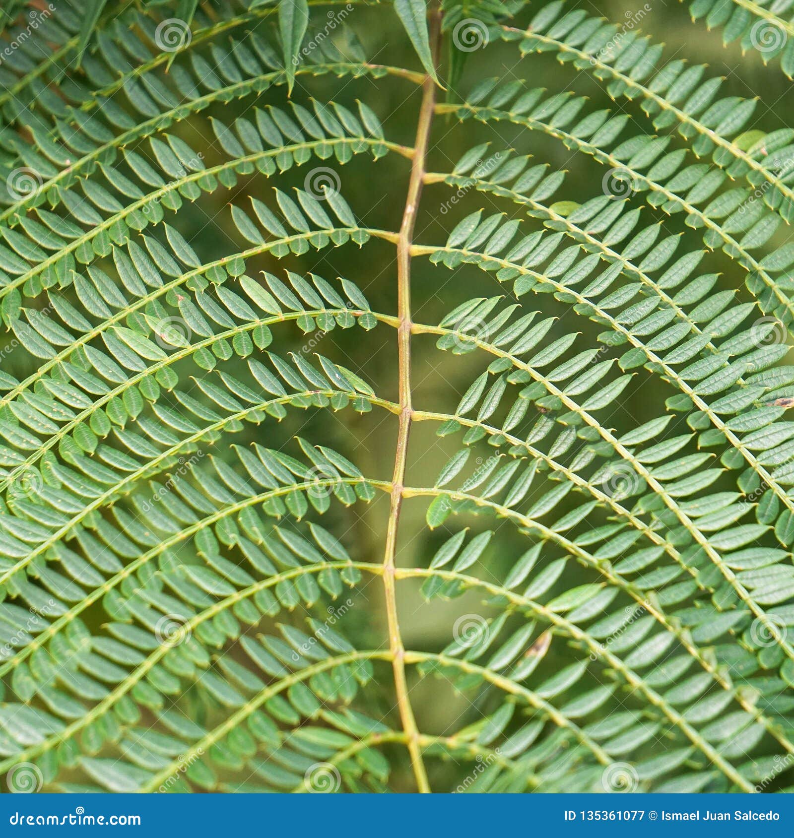 The Abstract Green Tree Leaf Stock Image - Image of abstract, green ...