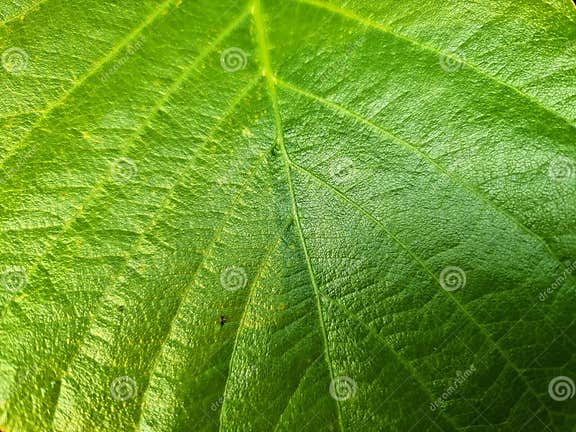 Abstract of the Green Tree Leaf Texture Stock Image - Image of ecology ...