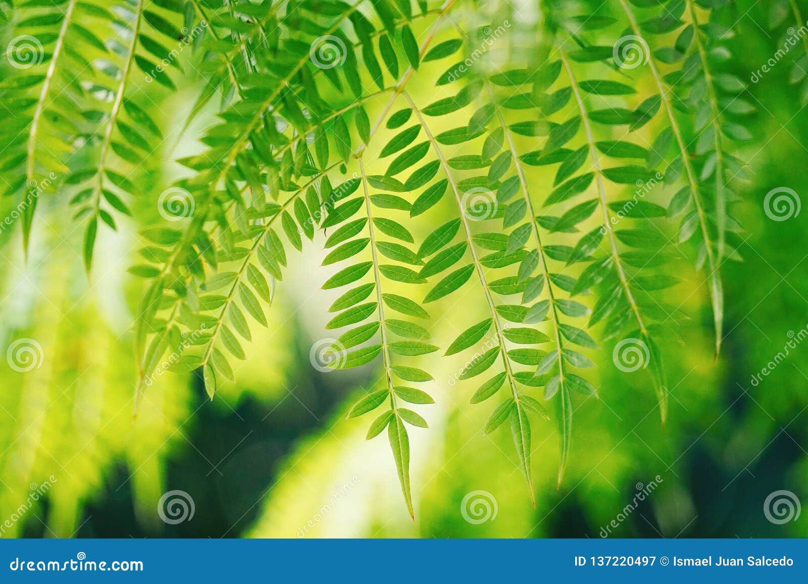 Green Tree Leaves Texture in the Nature Stock Image - Image of fragile ...