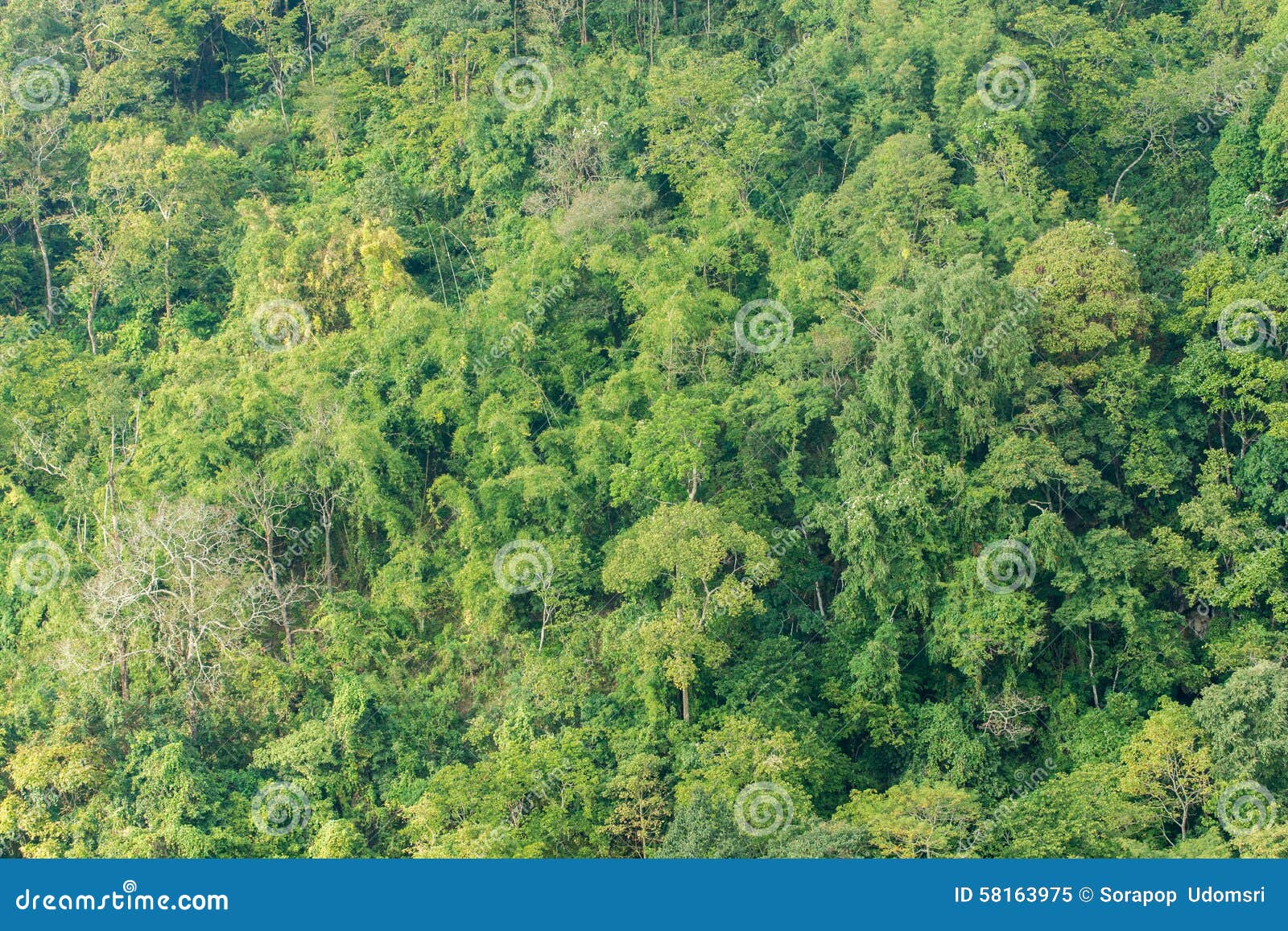 Abstract Green Trees Background Stock Image - Image of background ...