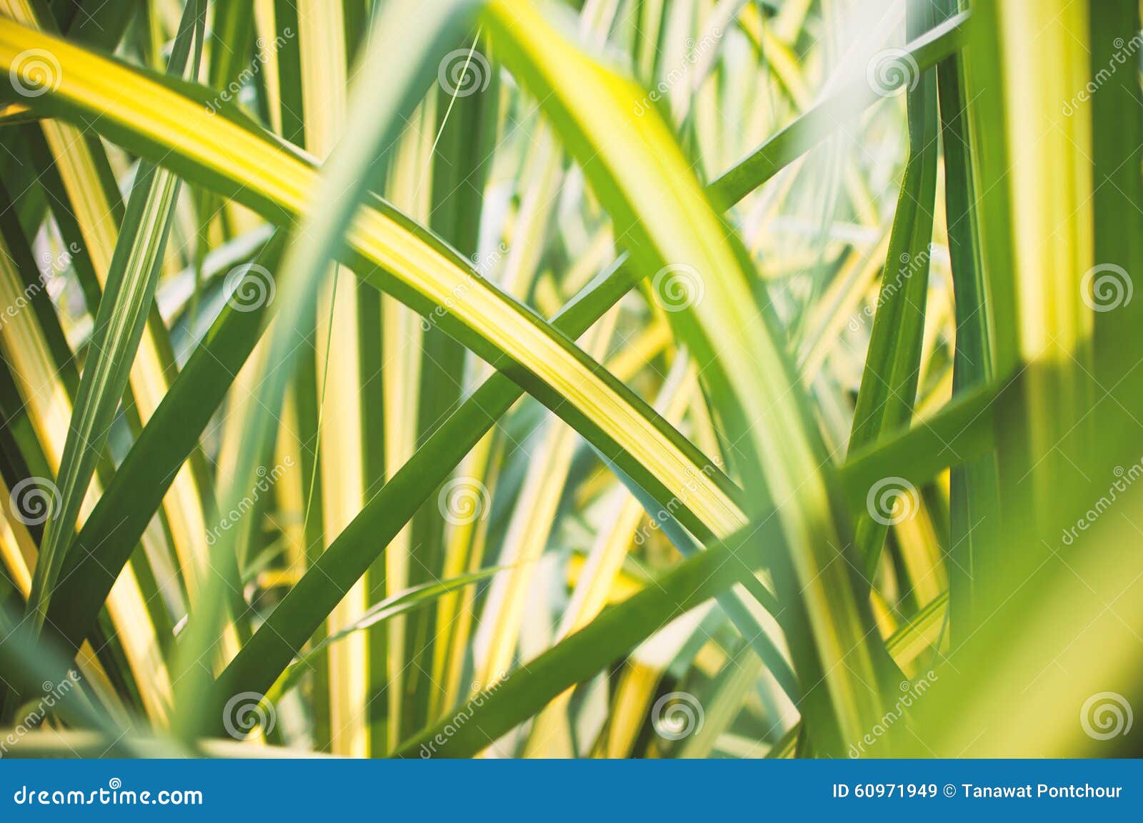 Abstract Green and Yellow Narrow Leaves Stock Image - Image of ...