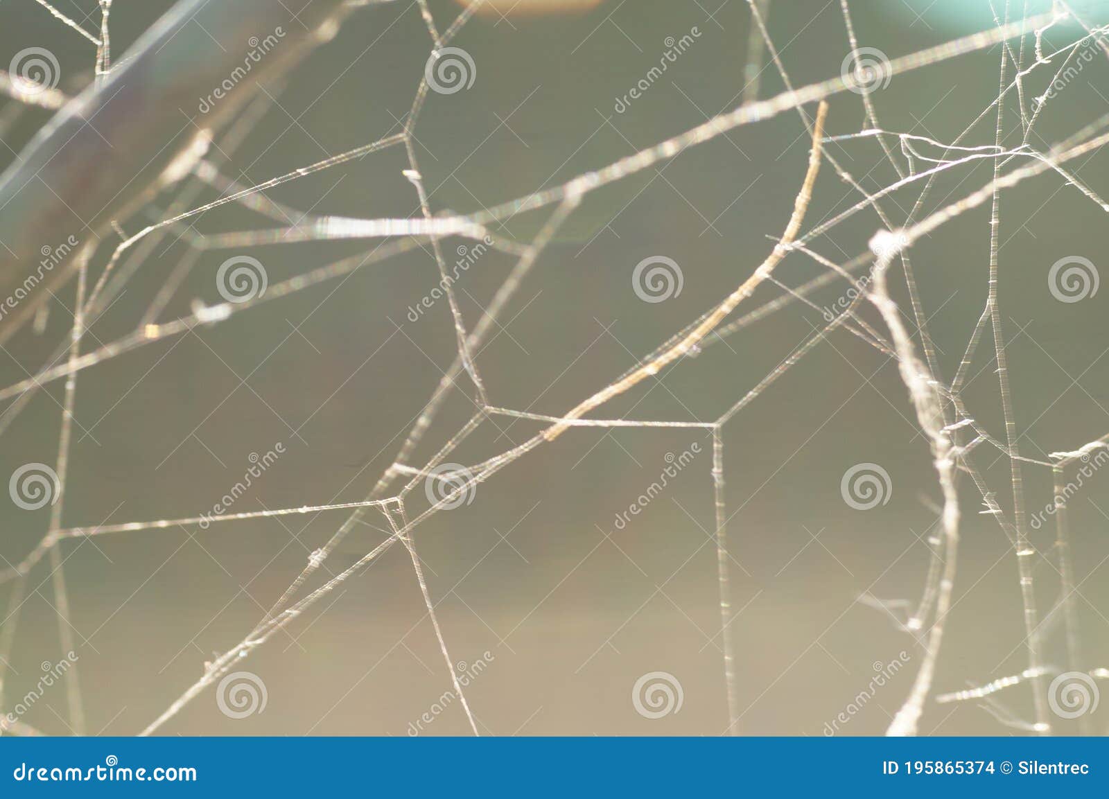 Abstract Grey Background with Pieces of an Old Cobweb for Helloween ...