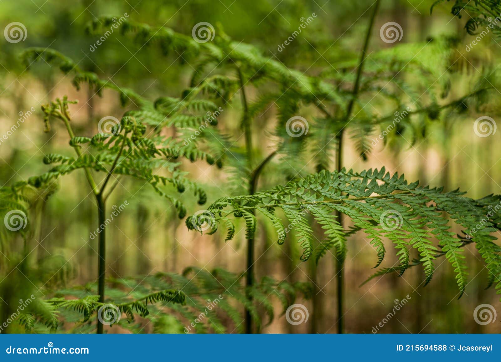 Group Of Ferns Stock Image | CartoonDealer.com #67323457
