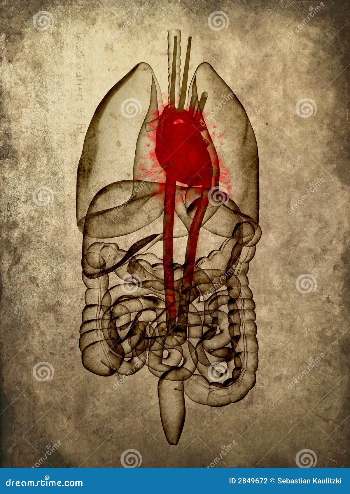 Abstract grunge organs stock illustration. Illustration of biology ...