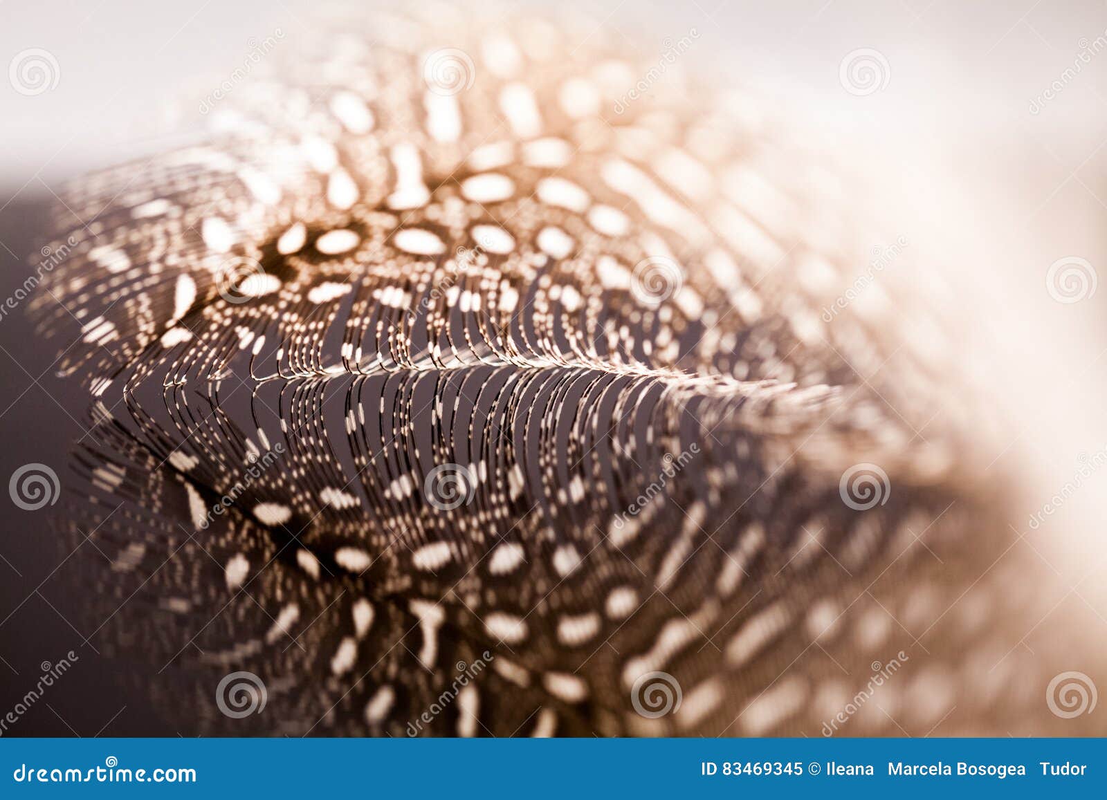 Abstract with Guinea Hen Feather Stock Image - Image of beauty, detail ...
