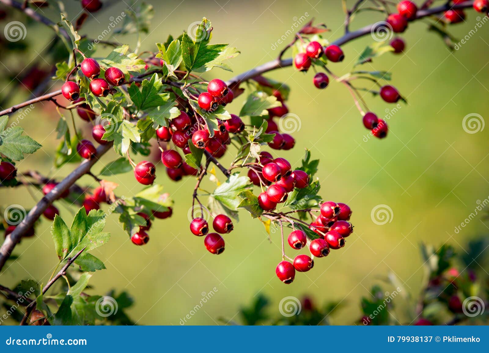Abstract Hawthorn Tree Twig Stock Image - Image of macro, decoration ...
