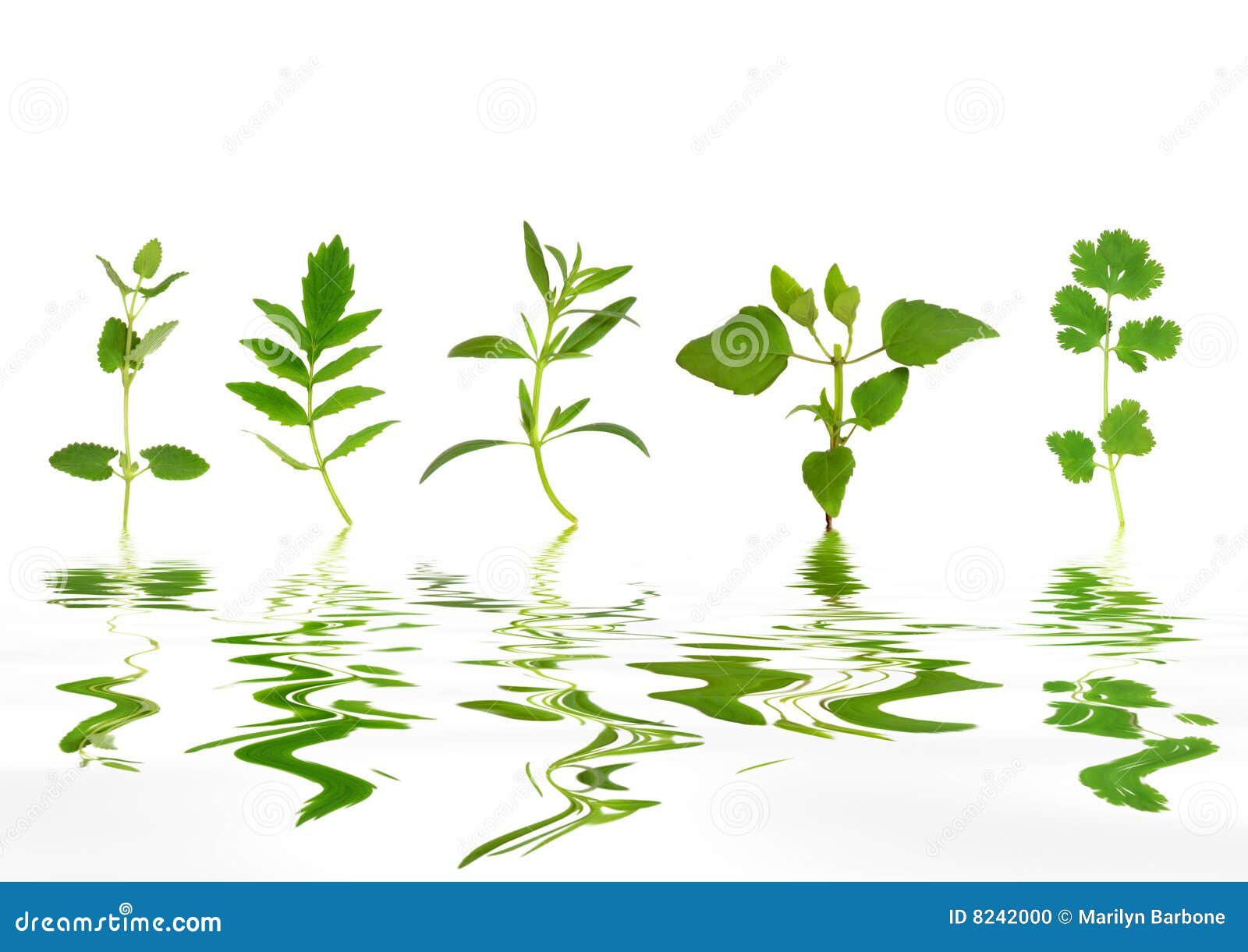 Abstract Herb Leaves stock photo. Image of background - 8242000