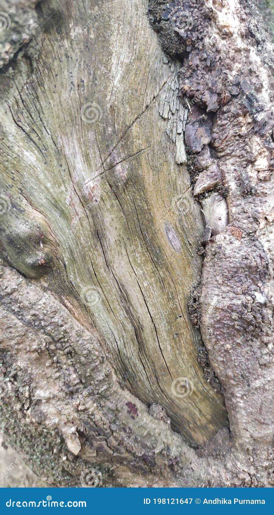 Abstract Hole in the Rambutan Tree Stock Image - Image of soil, forest ...