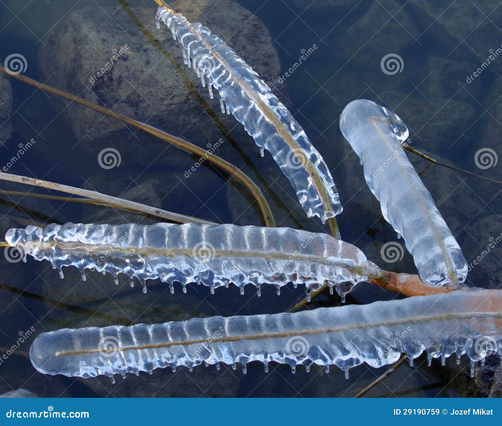 Abstract ice branches stock image. Image of branch, slovakia - 29190759