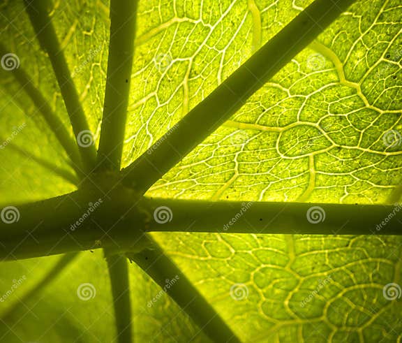 Abstract Illuminated Leave Backlit Light Greenery Nature Background ...