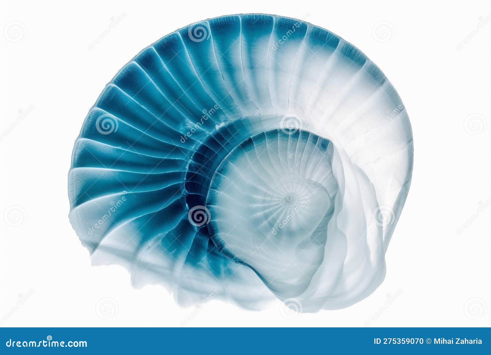 Abstract Illustration of a Beautiful Seashell Isolated on a White ...