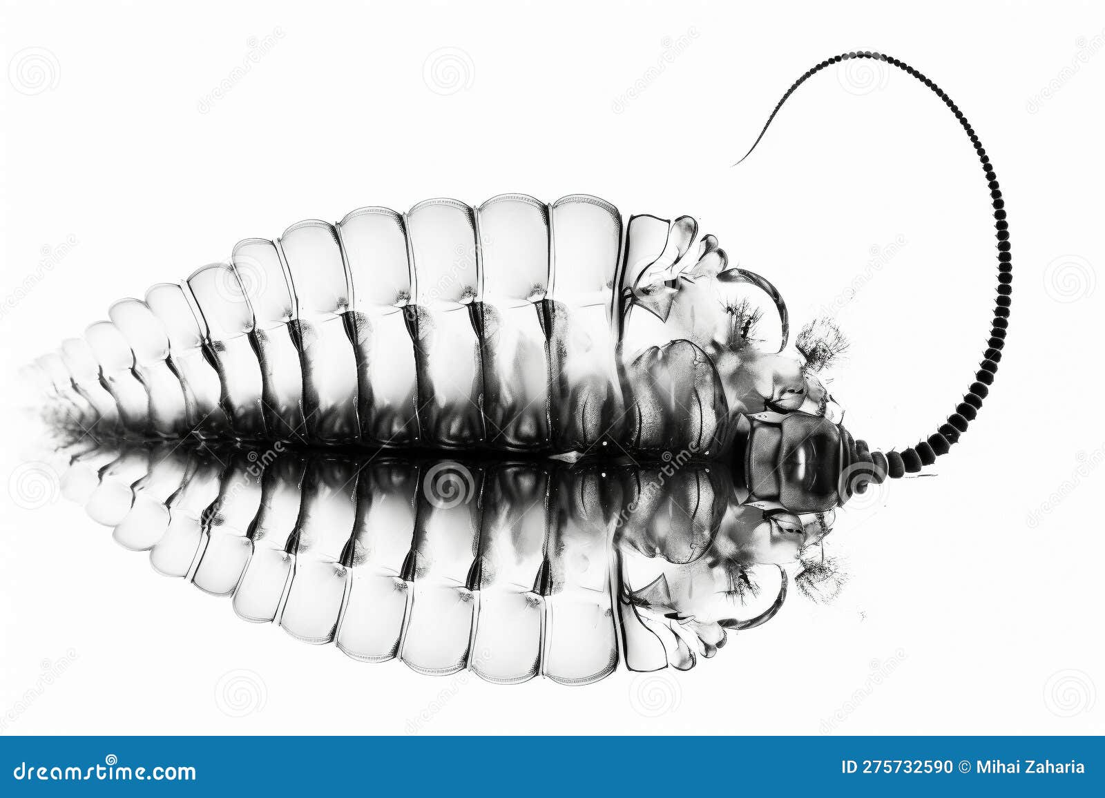 Abstract Illustration of a Caterpillar in Transparency, Isolated Over a ...