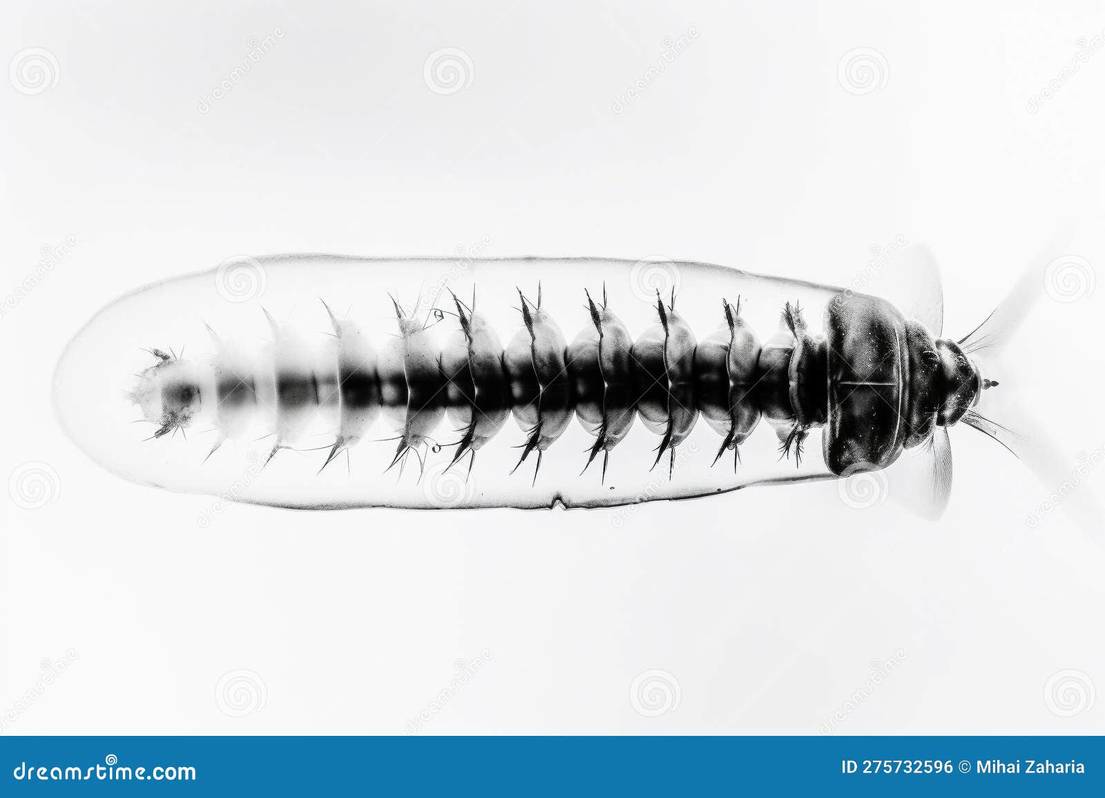 Abstract Illustration of a Caterpillar in Transparency, Isolated Over a ...