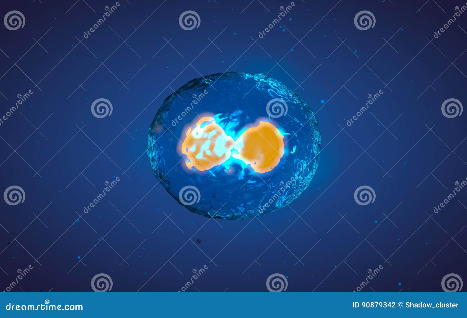 Multiplication And Cell Cycle Royalty-Free Stock Photo | CartoonDealer ...