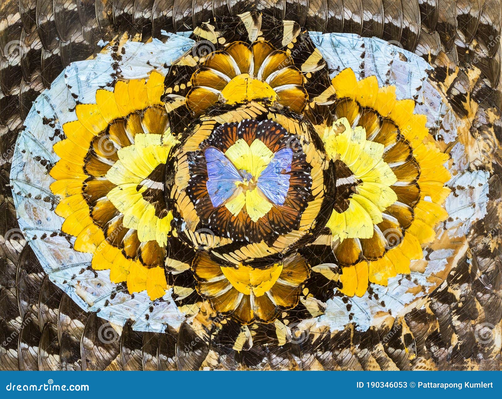 Abstract Image Butterfly Wings / Kaleidoscope Butterfly Wing Background ...