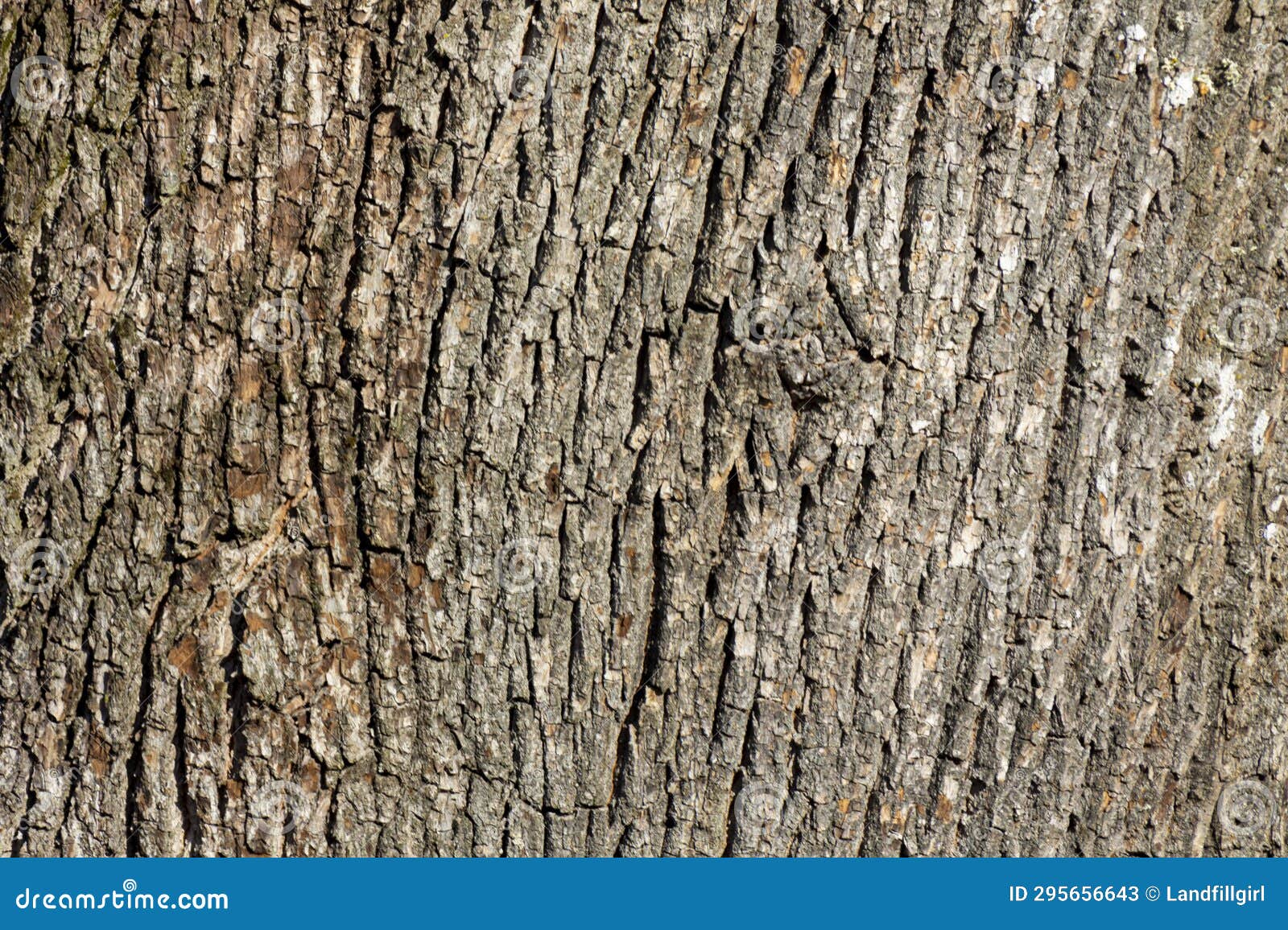 Old Rough Tree Bark Texture Stock Image - Image of abstract, aging ...