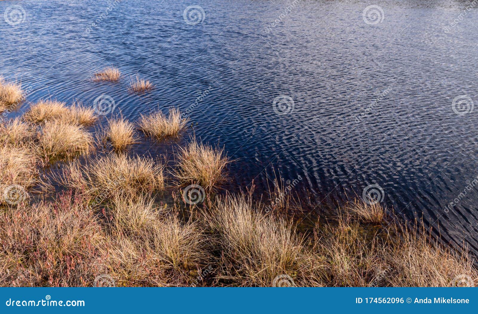 Abstract Image with Dry Bog Grass and Bog Water Foto de archivo ...