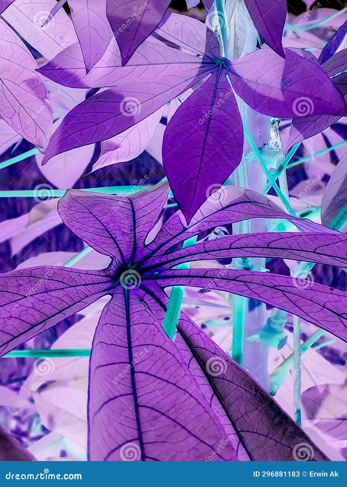 Image Of Cassava Plantation In The Field.Young Shoots Of Green Cassava ...
