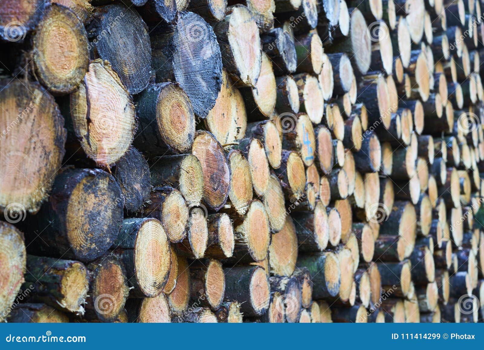 Close Up of a Stack of Freshly Felled Tree Trunks with Shallow D Stock ...