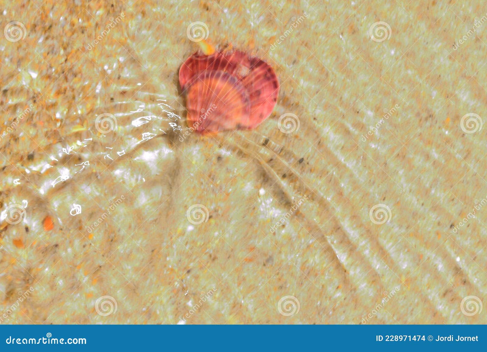Abstract Seashell in Waves Movement. Stock Photo - Image of beautiful ...