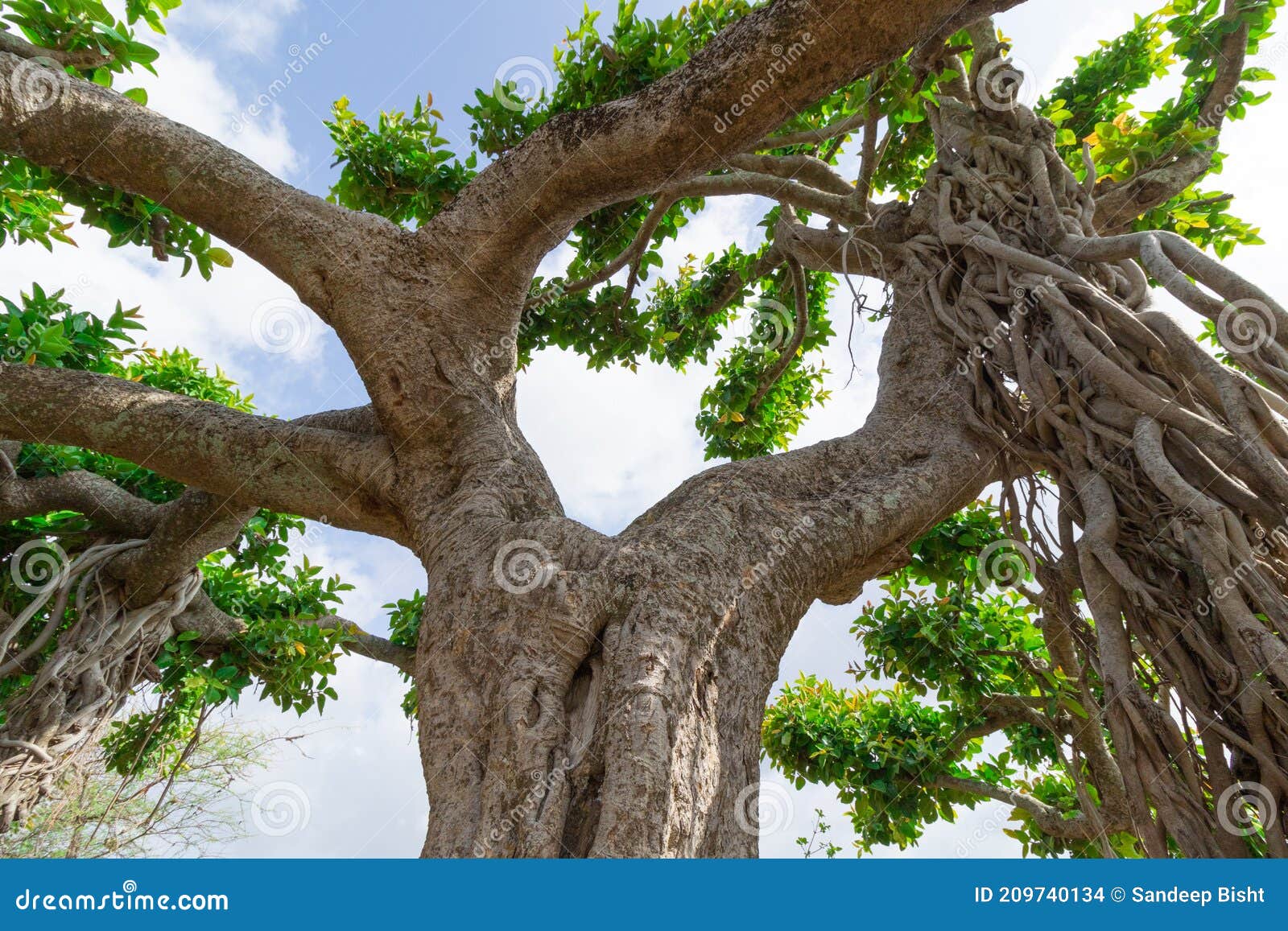 Aan Old Banyan Tree with Many Branches and Leaves Stock Photo - Image ...