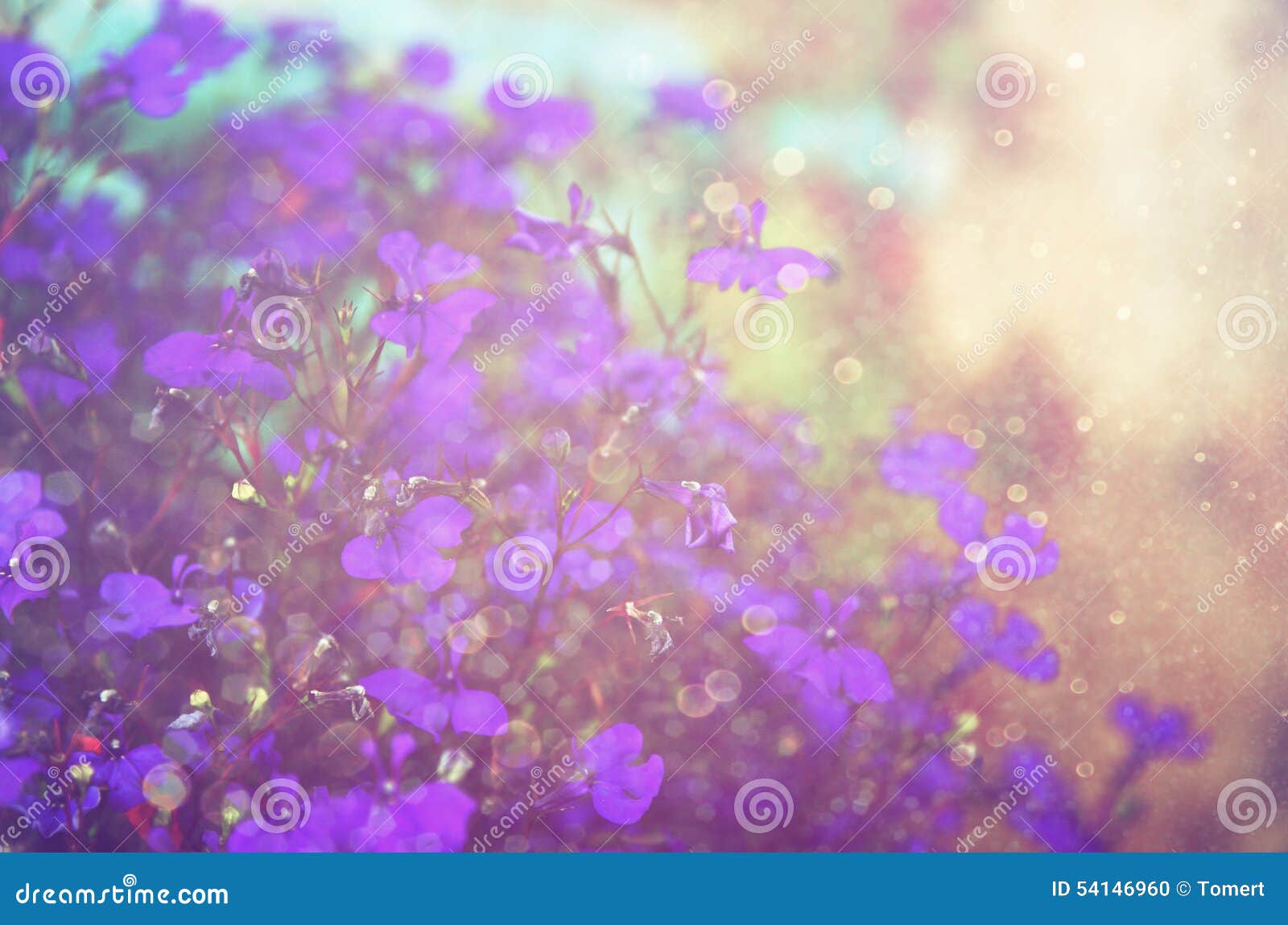 Abstract Image of Pink and Purple Flowers Bloom, with Glitter Overlay ...
