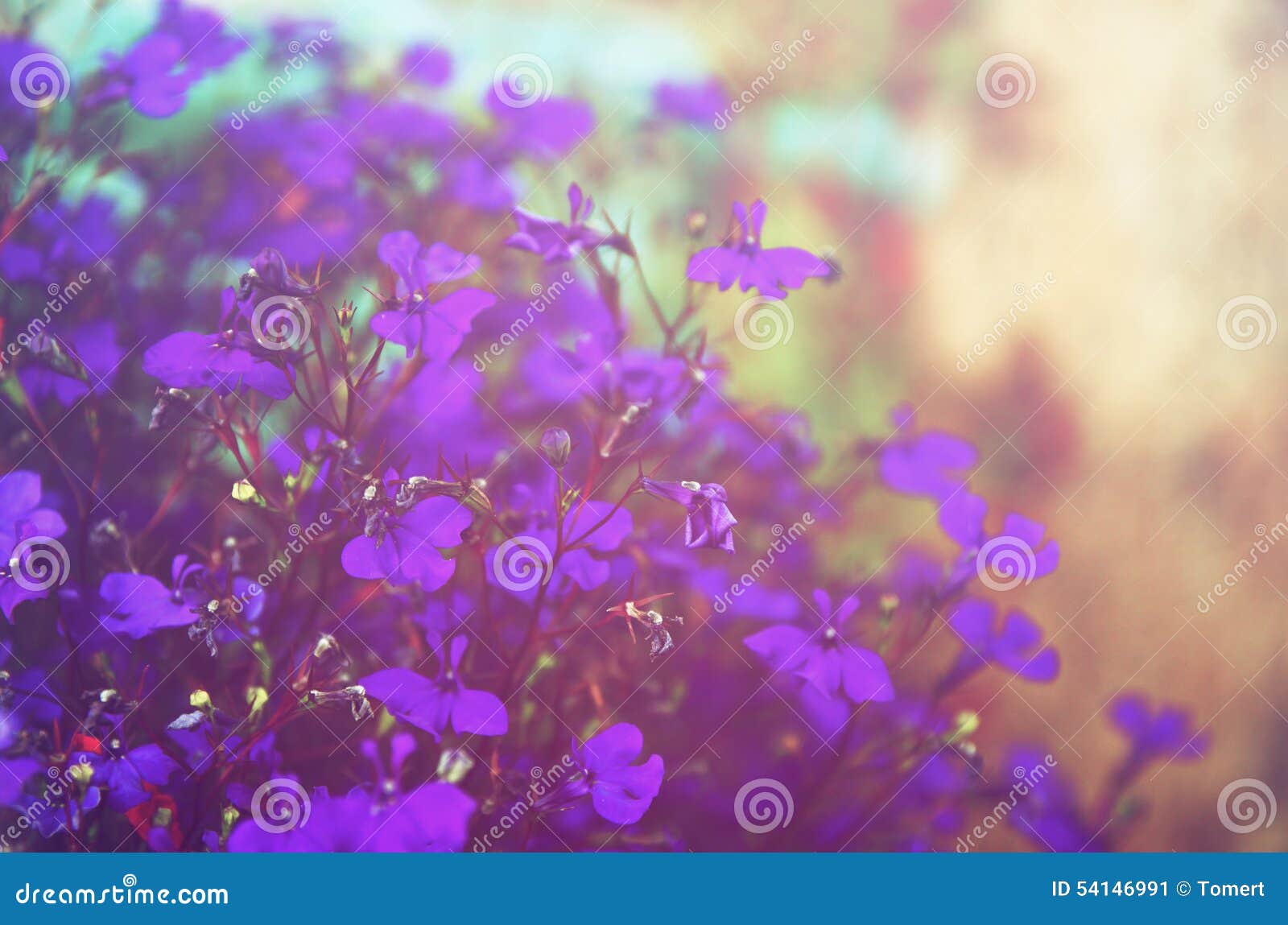 Abstract Image of Pink and Purple Flowers Bloom, with Glitter Overlay ...