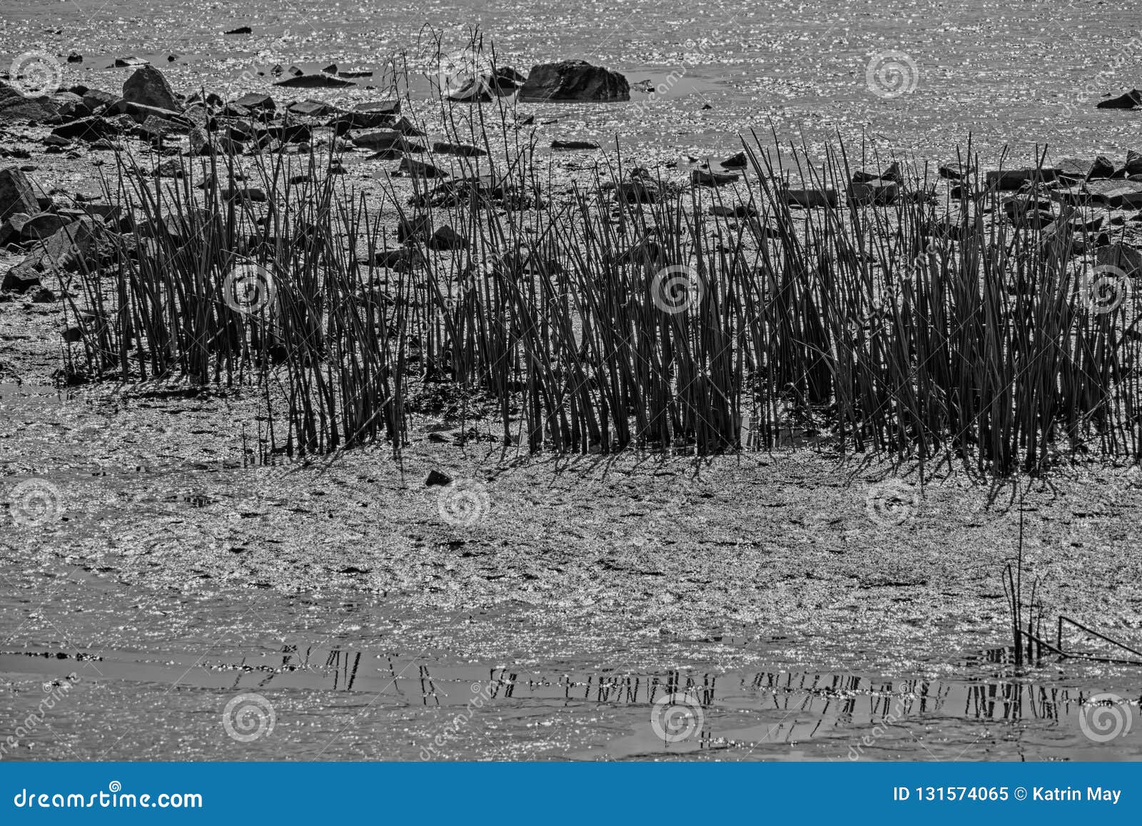 Abstract Image of Plants and Stones in Mudflats Stock Image - Image of ...