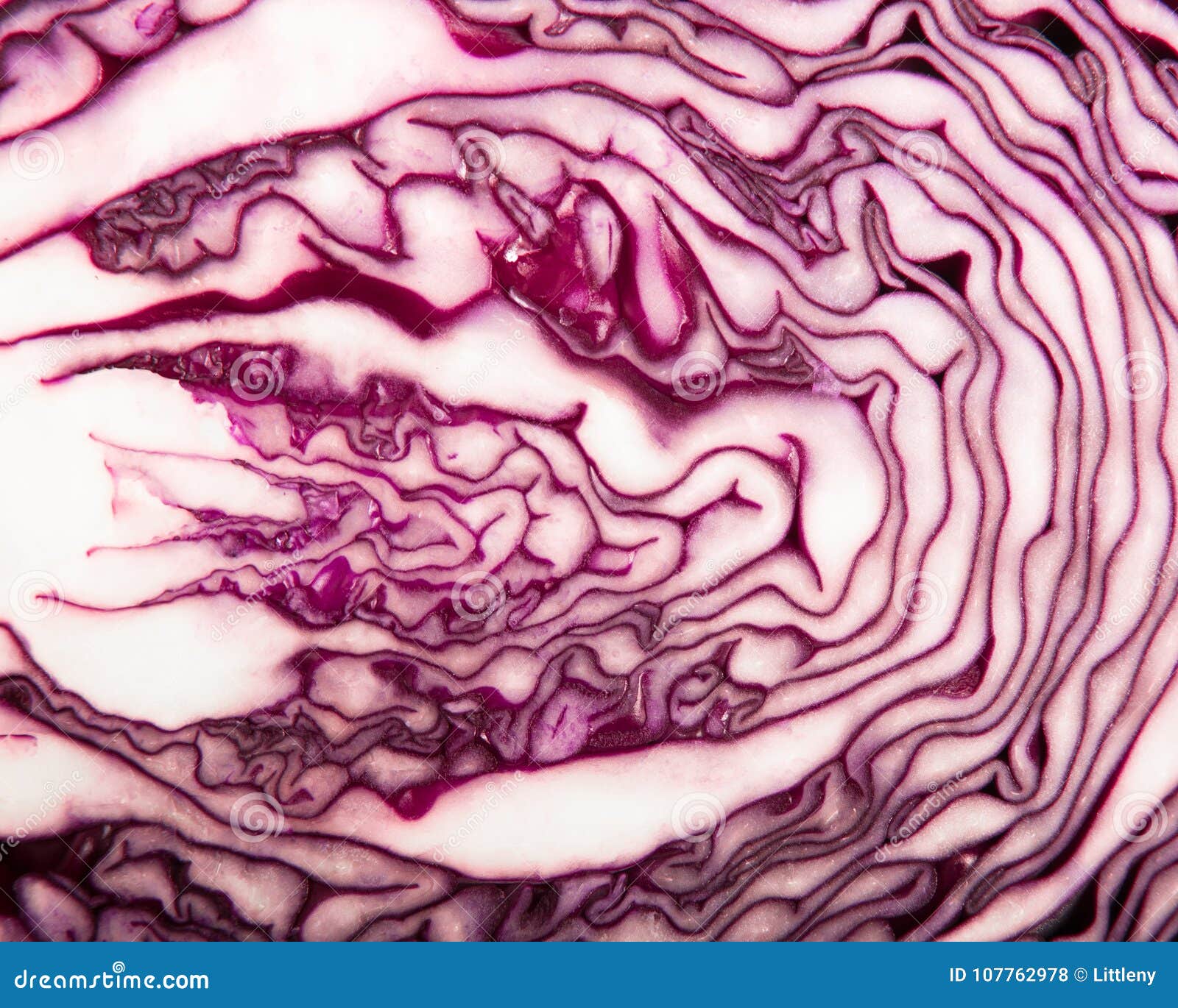 Red Cabbage Cross Section Close-up Detail Stock Photo - Image of ... Red Cabbage Cross Section Close-up Detail Stock Photo - Image of ...