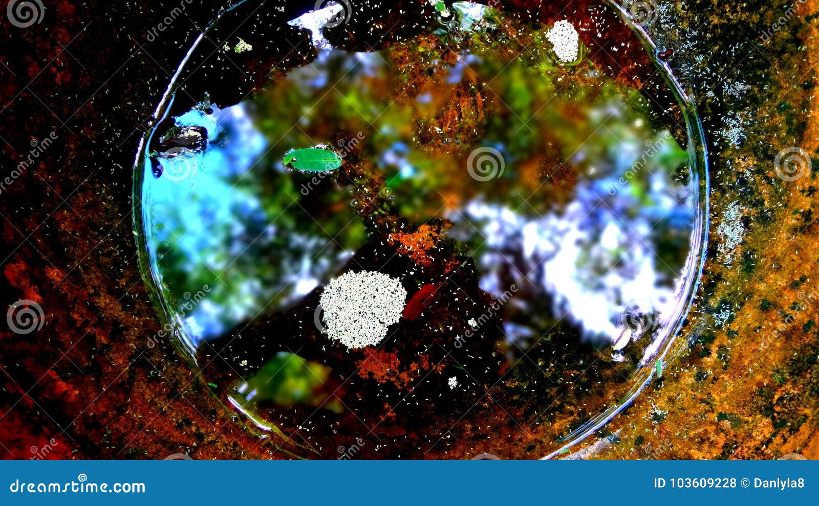 Reflecting Nature and Colors Stock Photo - Image of colorful ...