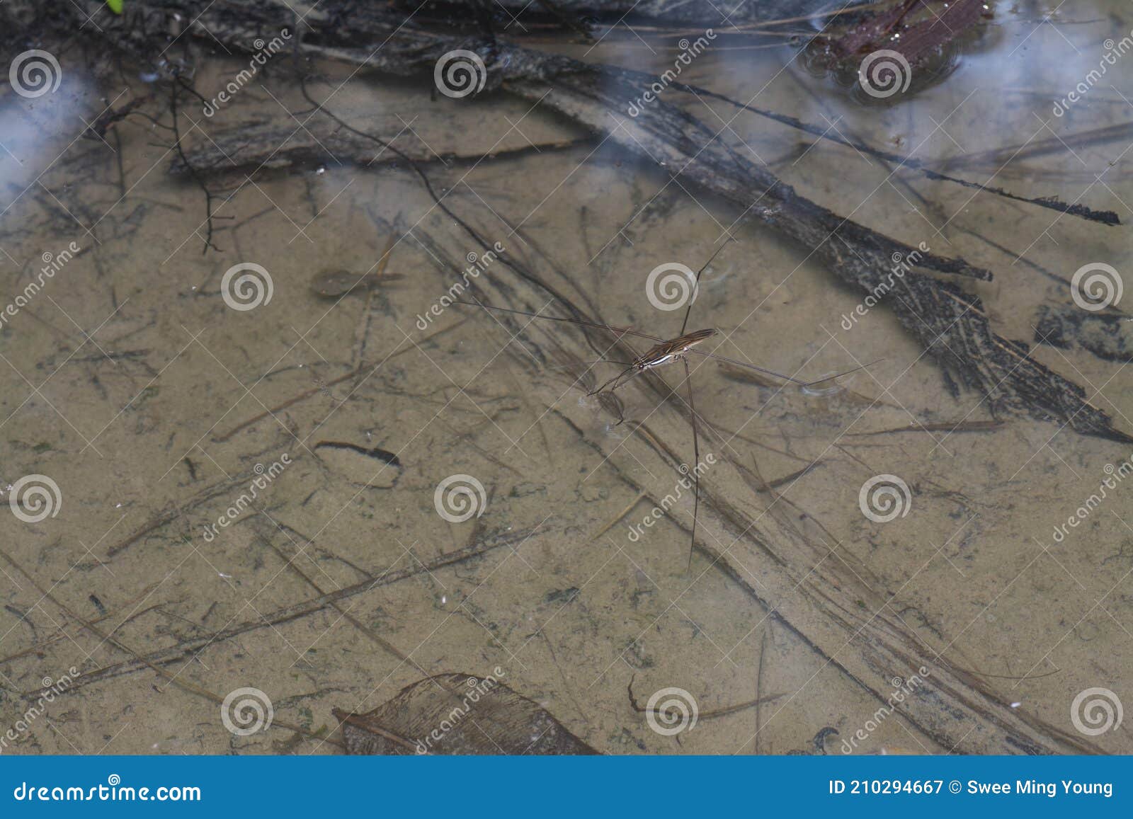 Abstract Shot of the Waterstrider Insect Floating on the Surface of the ...
