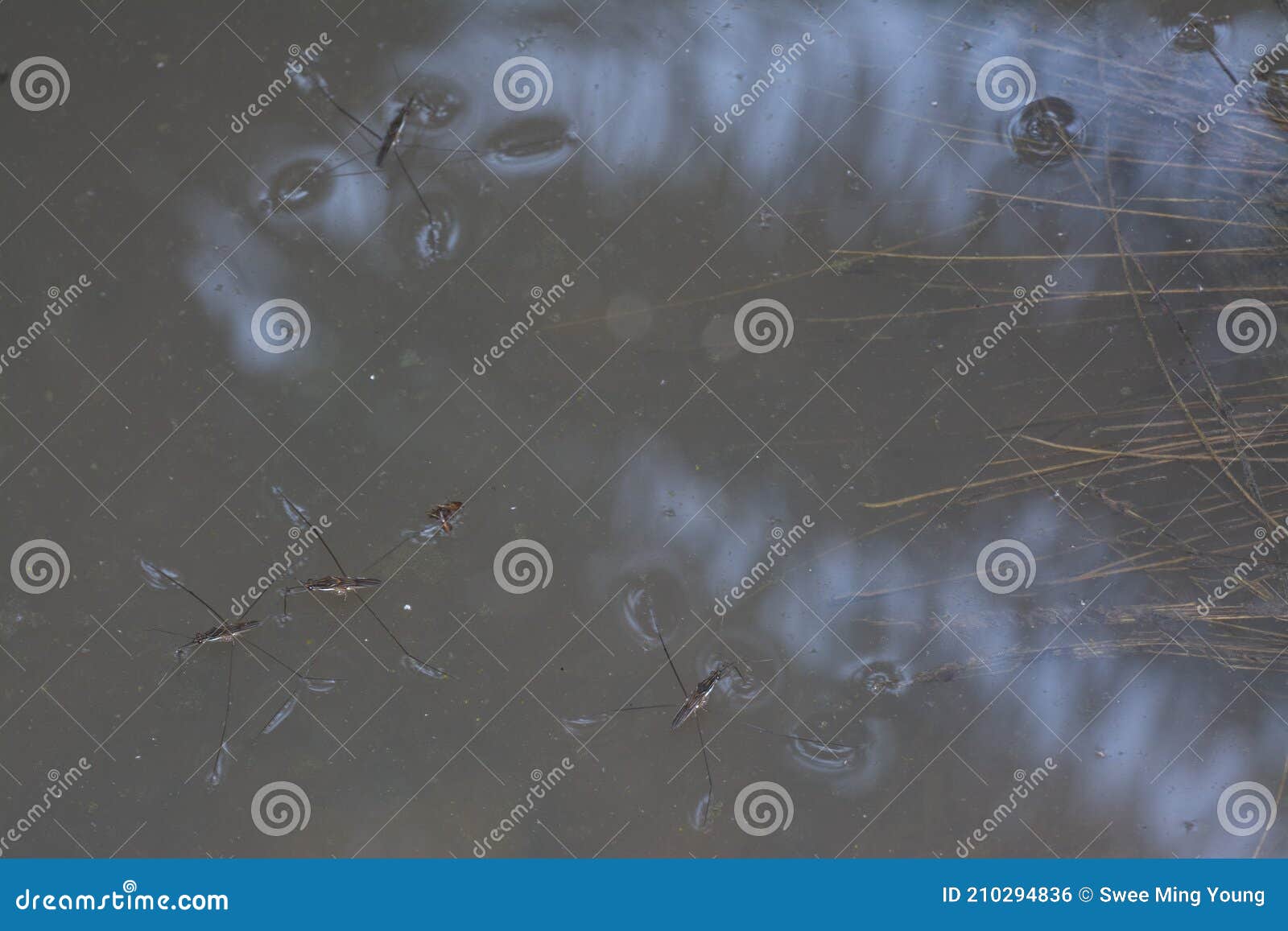 Abstract Shot of the Waterstrider Insect Floating on the Surface of the ...