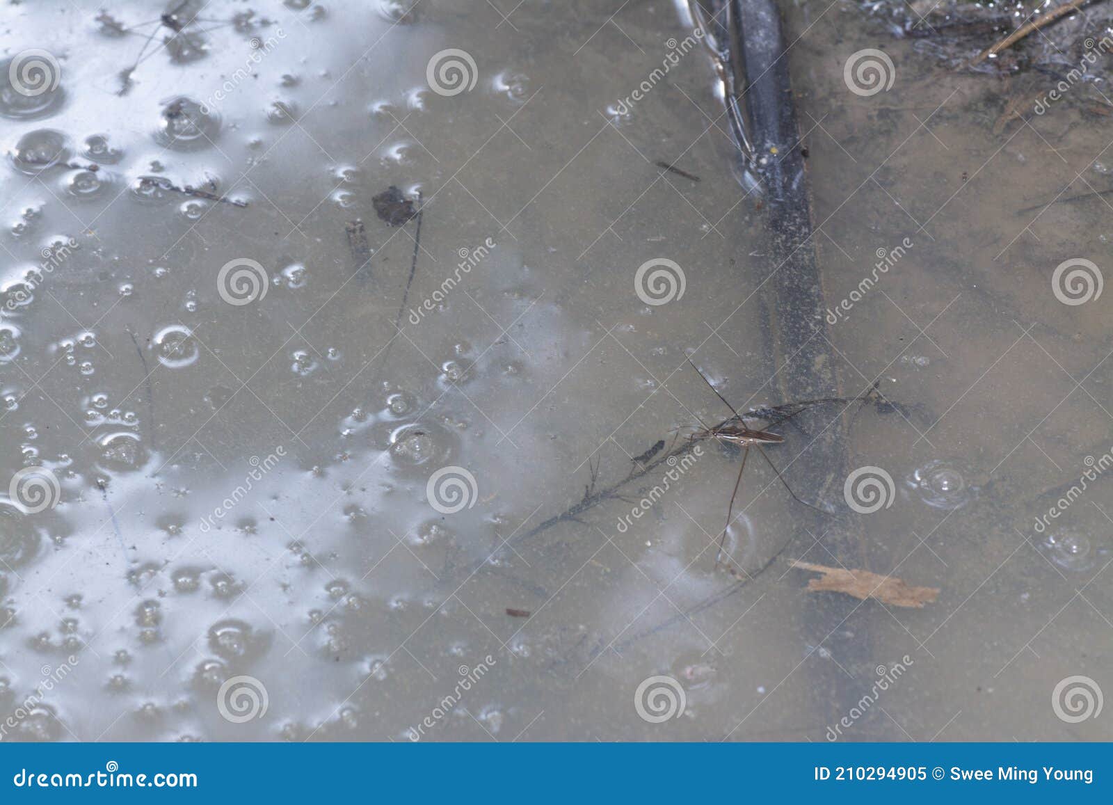 Abstract Shot of the Waterstrider Insect Floating on the Surface of the ...