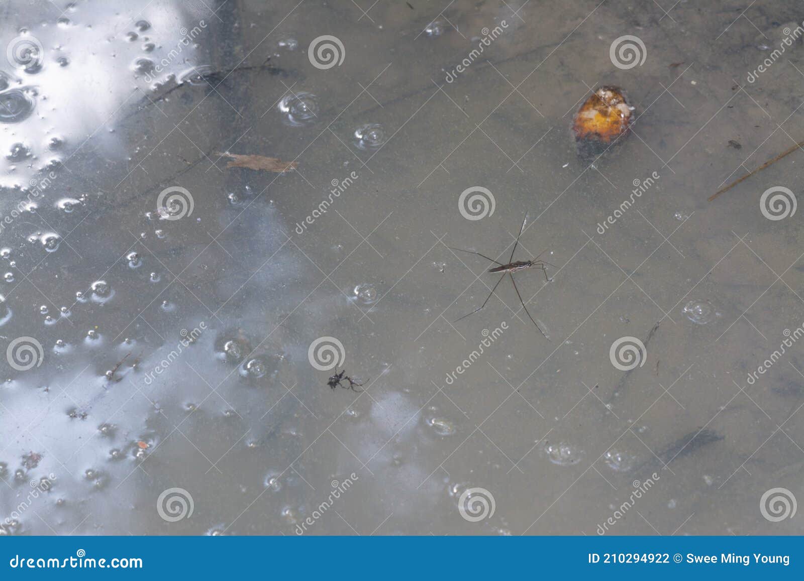 Abstract Shot of the Waterstrider Insect Floating on the Surface of the ...
