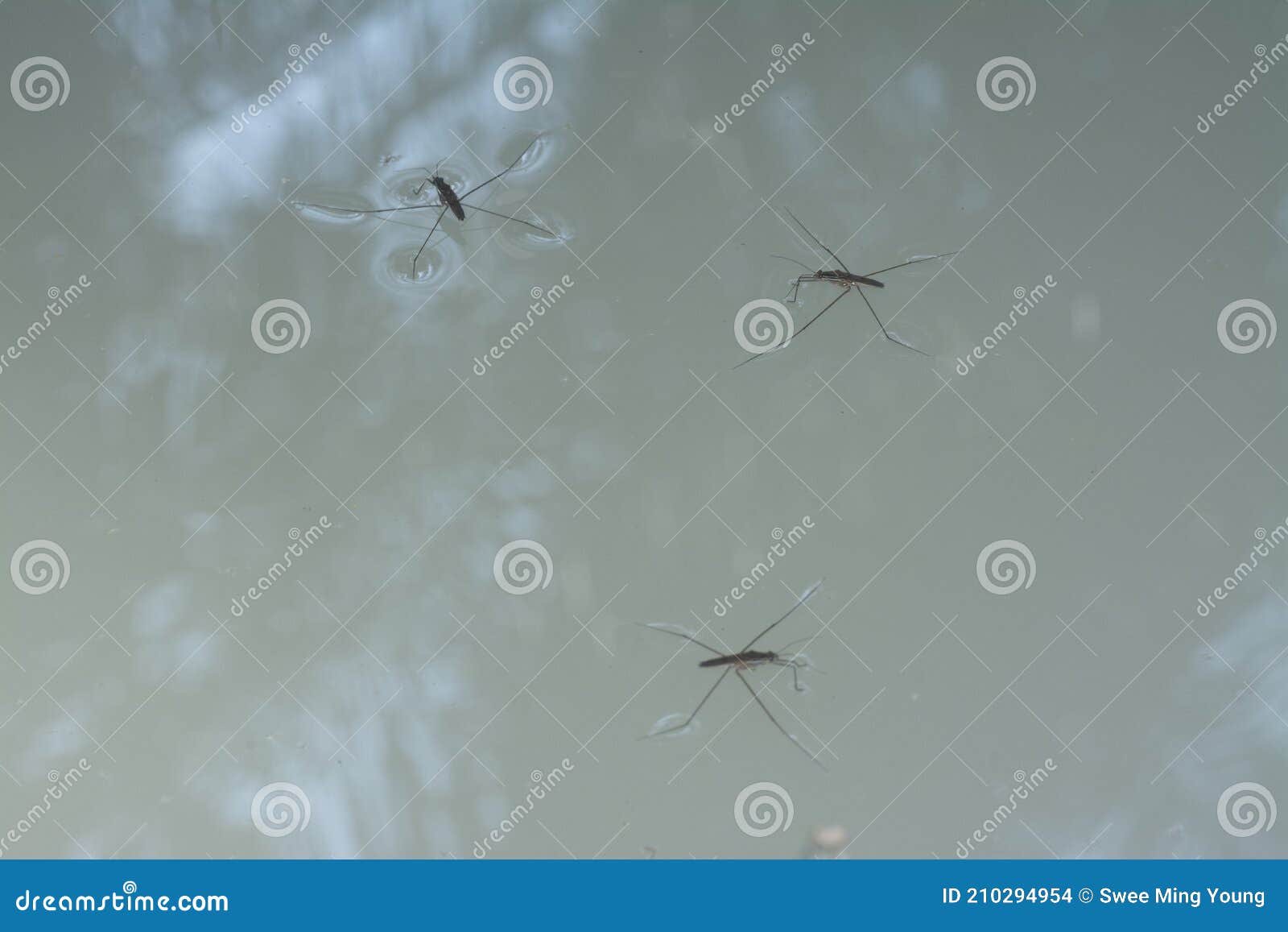 Abstract Shot of the Waterstrider Insect Floating on the Surface of the ...