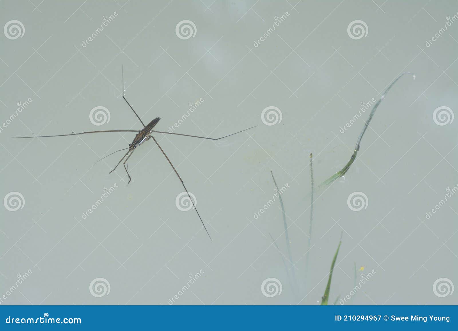 Abstract Shot of the Waterstrider Insect Floating on the Surface of the ...