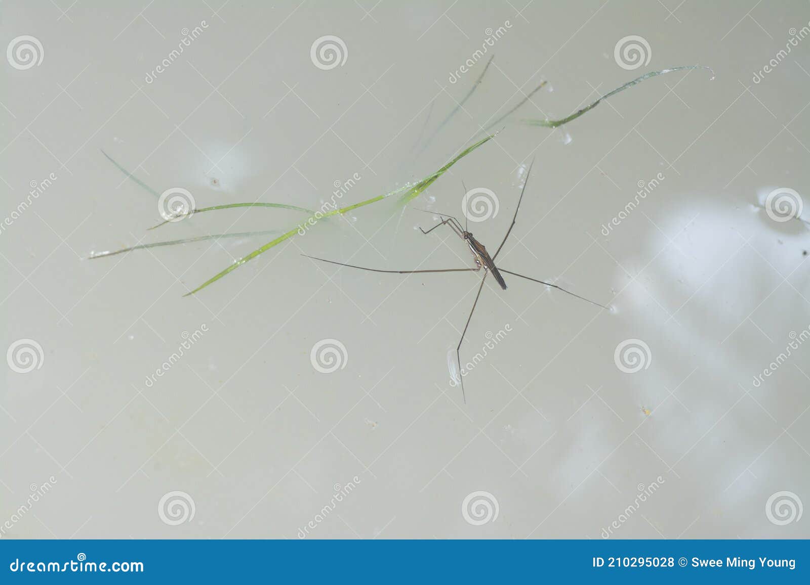 Abstract Shot of the Waterstrider Insect Floating on the Surface of the ...
