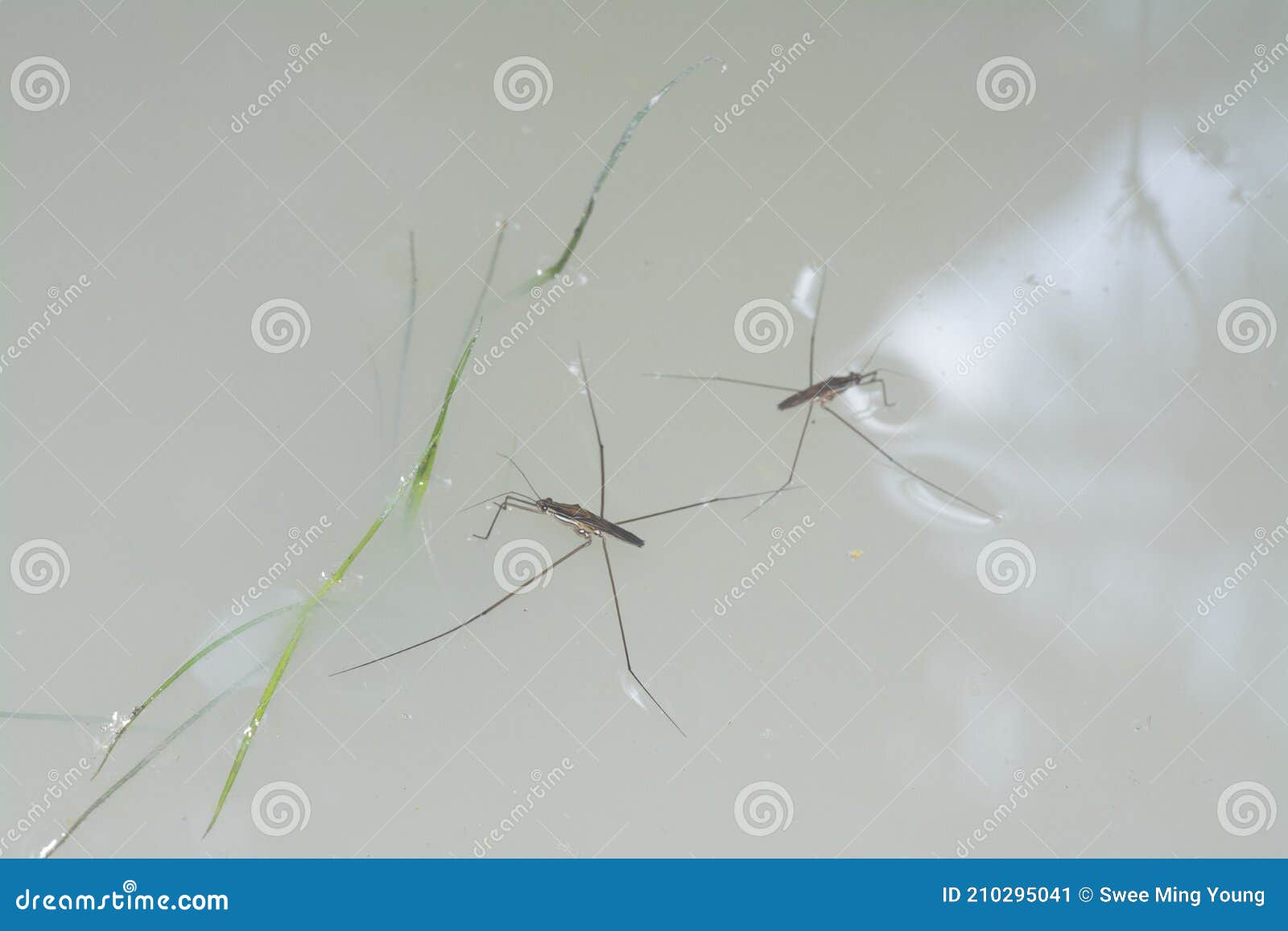 Abstract Shot of the Waterstrider Insect Floating on the Surface of the ...