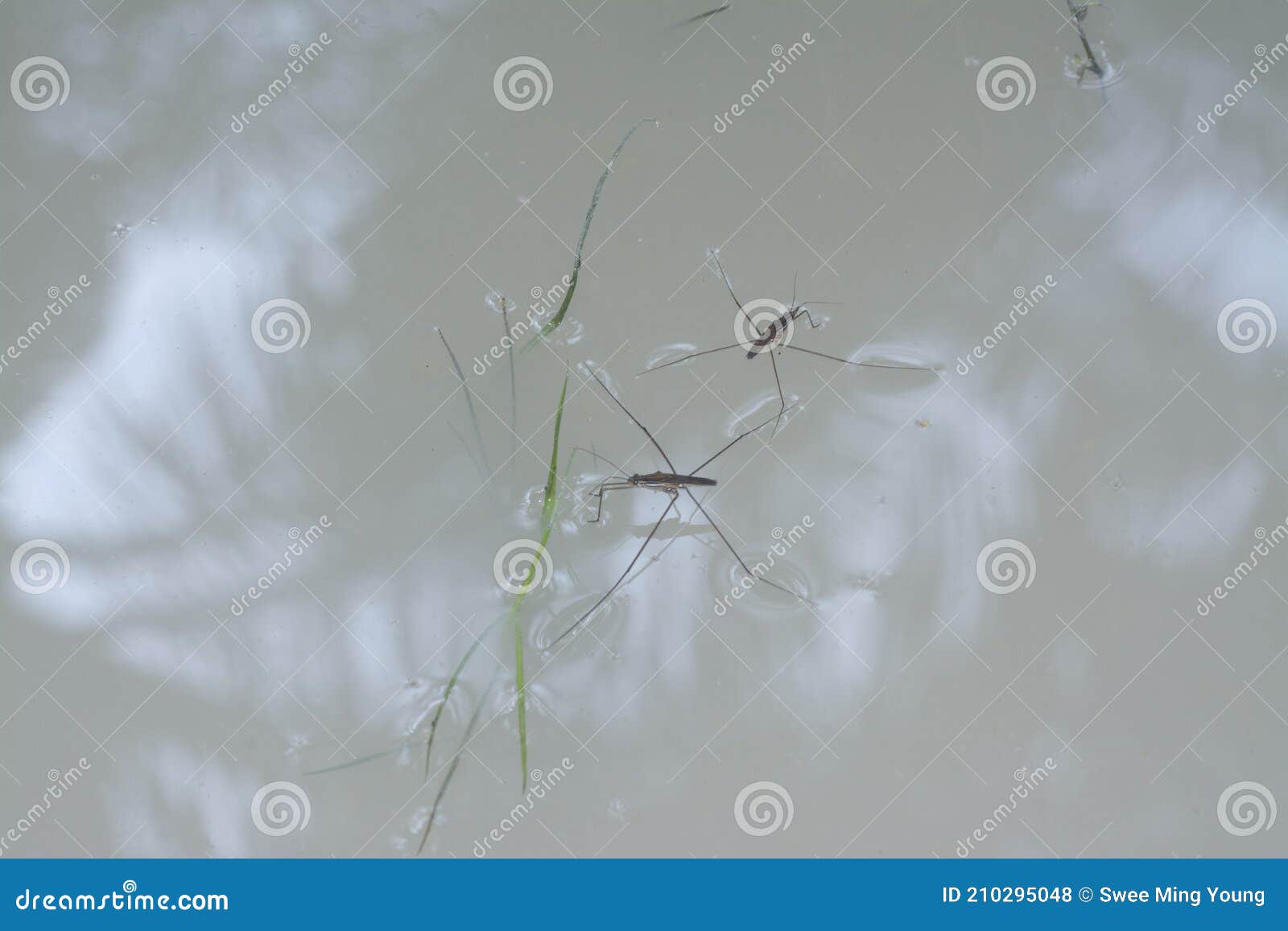 Abstract Shot of the Waterstrider Insect Floating on the Surface of the ...