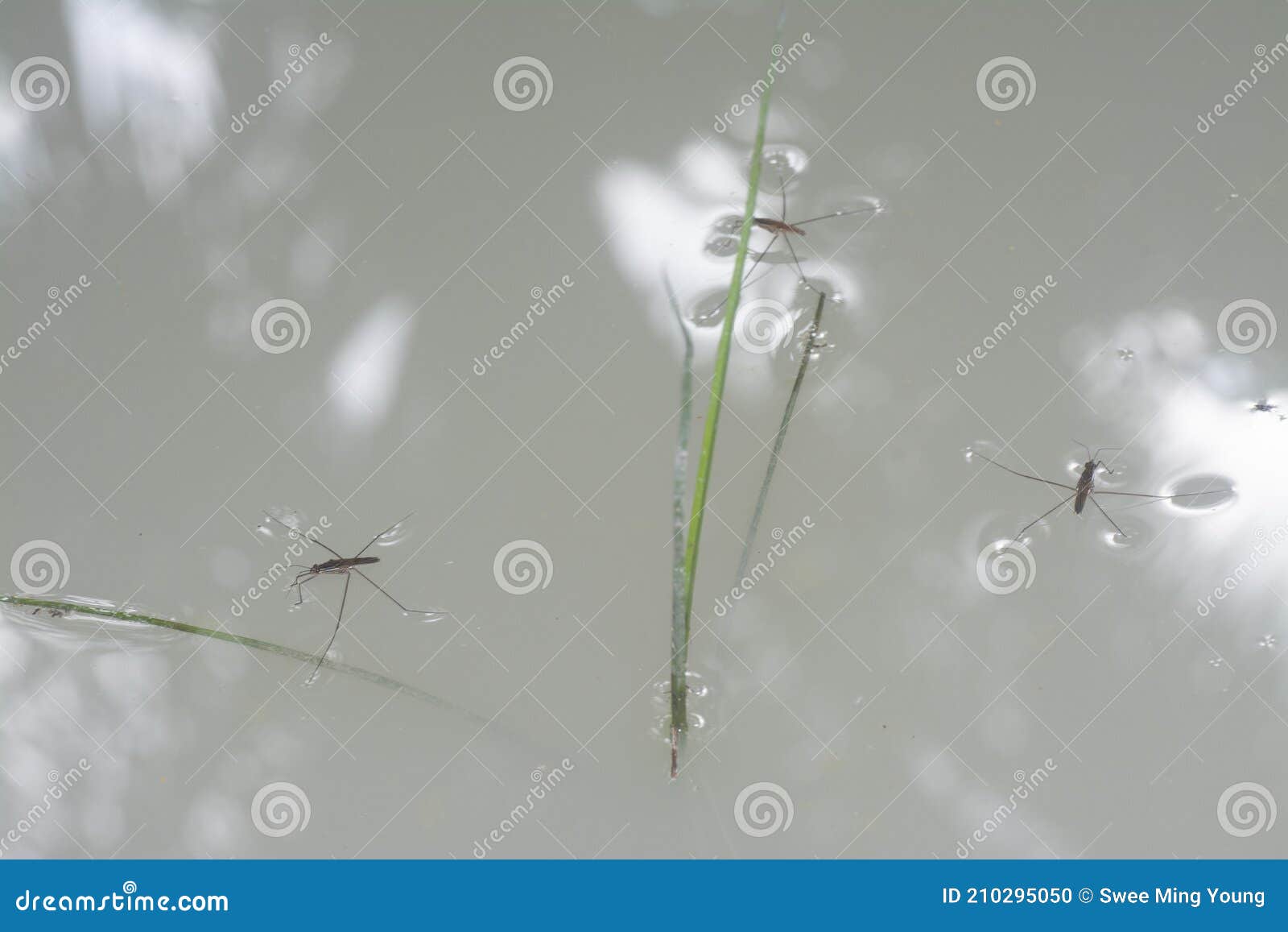 Abstract Shot of the Waterstrider Insect Floating on the Surface of the ...