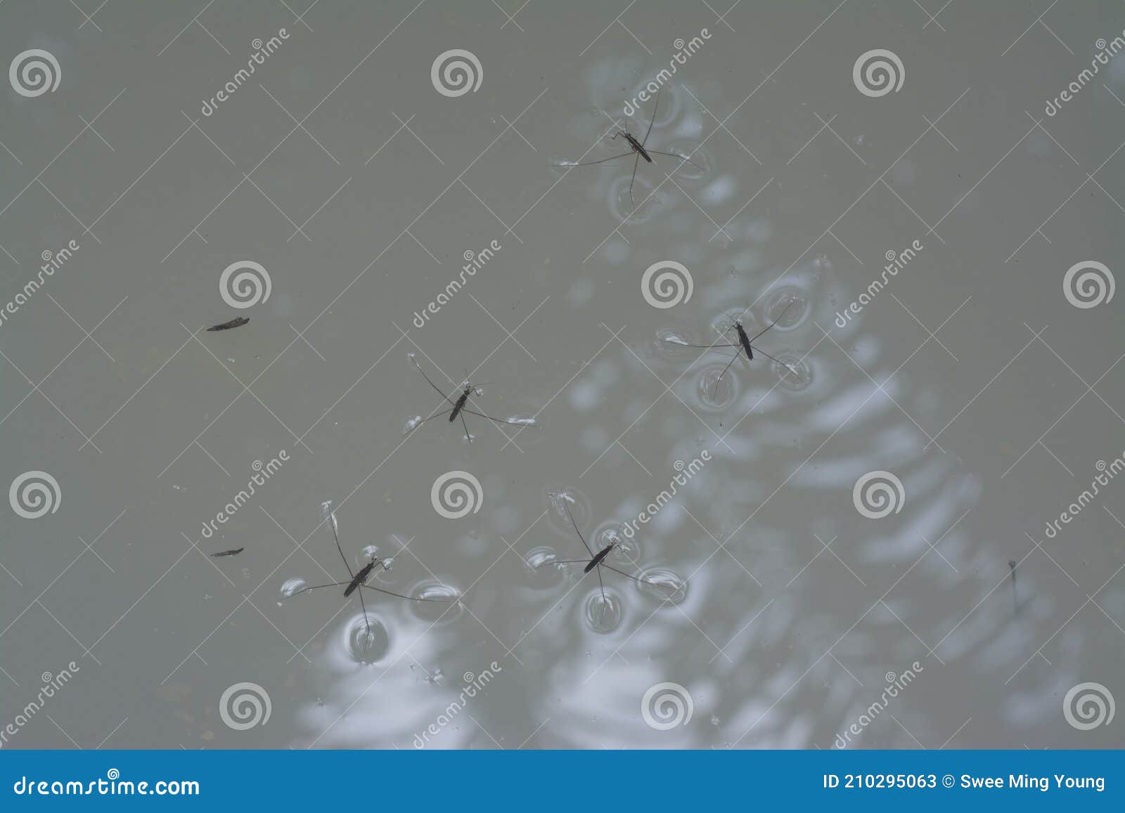 Abstract Shot of the Waterstrider Insect Floating on the Surface of the ...