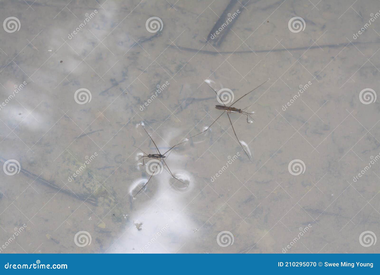 Abstract Shot of the Waterstrider Insect Floating on the Surface of the ...