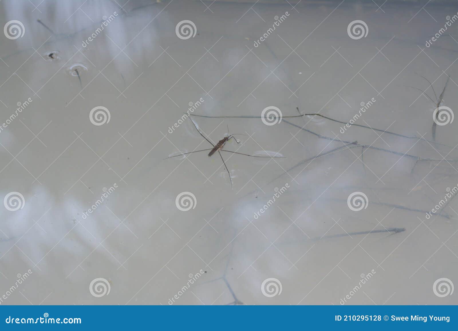 Abstract Shot of the Waterstrider Insect Floating on the Surface of the ...