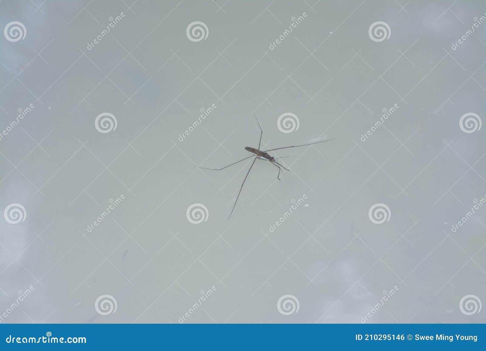 Abstract Shot of the Waterstrider Insect Floating on the Surface of the ...