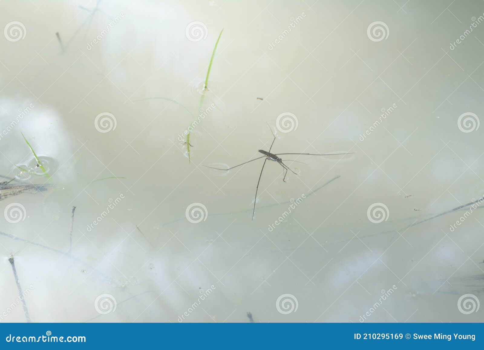 Abstract Shot of the Waterstrider Insect Floating on the Surface of the ...