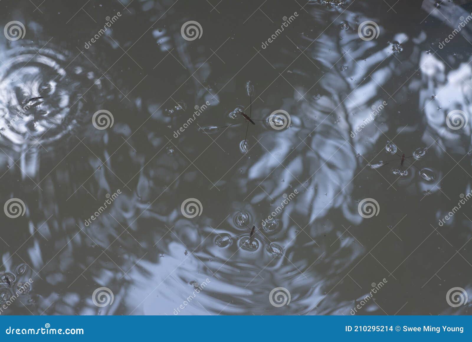 Abstract Shot of the Waterstrider Insect Floating on the Surface of the ...